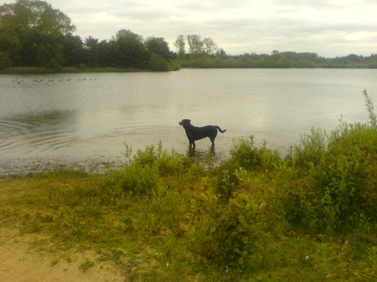 Caravaning around: Lynford Water