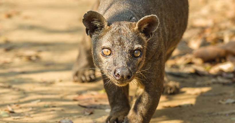 Fossa (Cryptoprocta ferox) ~ Klima Naturali™