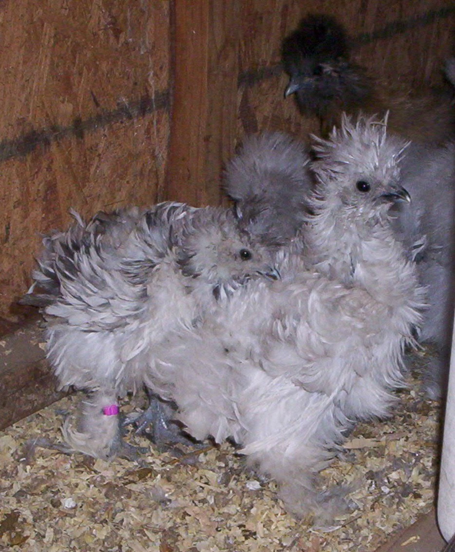 Frizzle Silkie Chicken