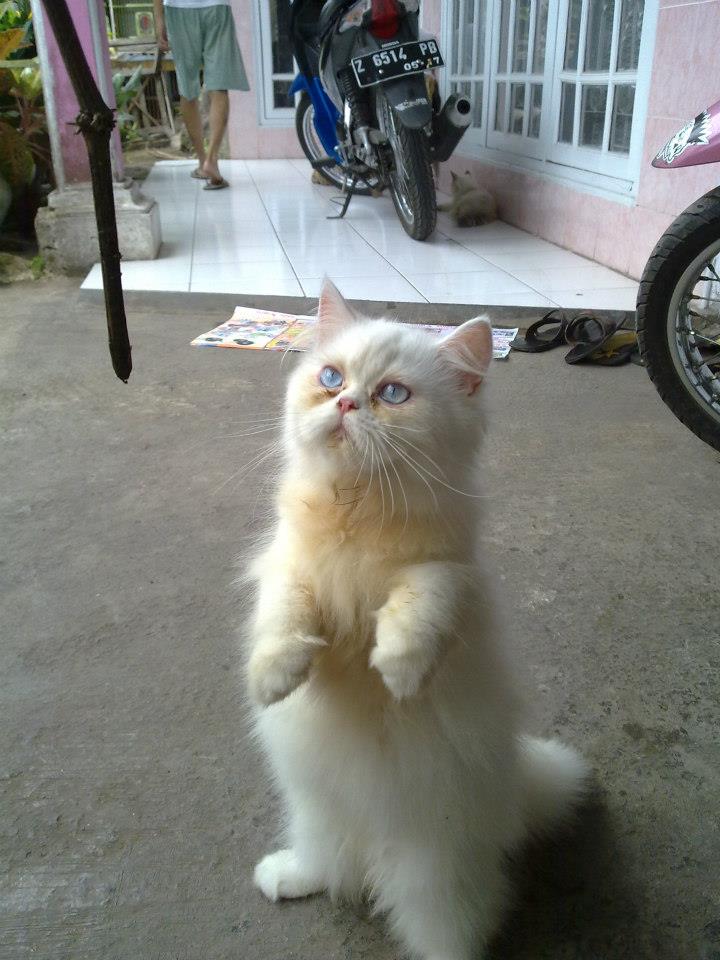 kucing persia