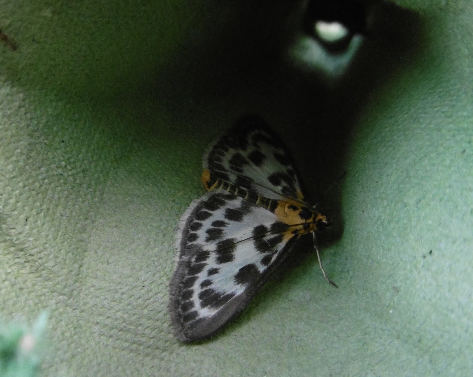 Martin's Moths: Cats online