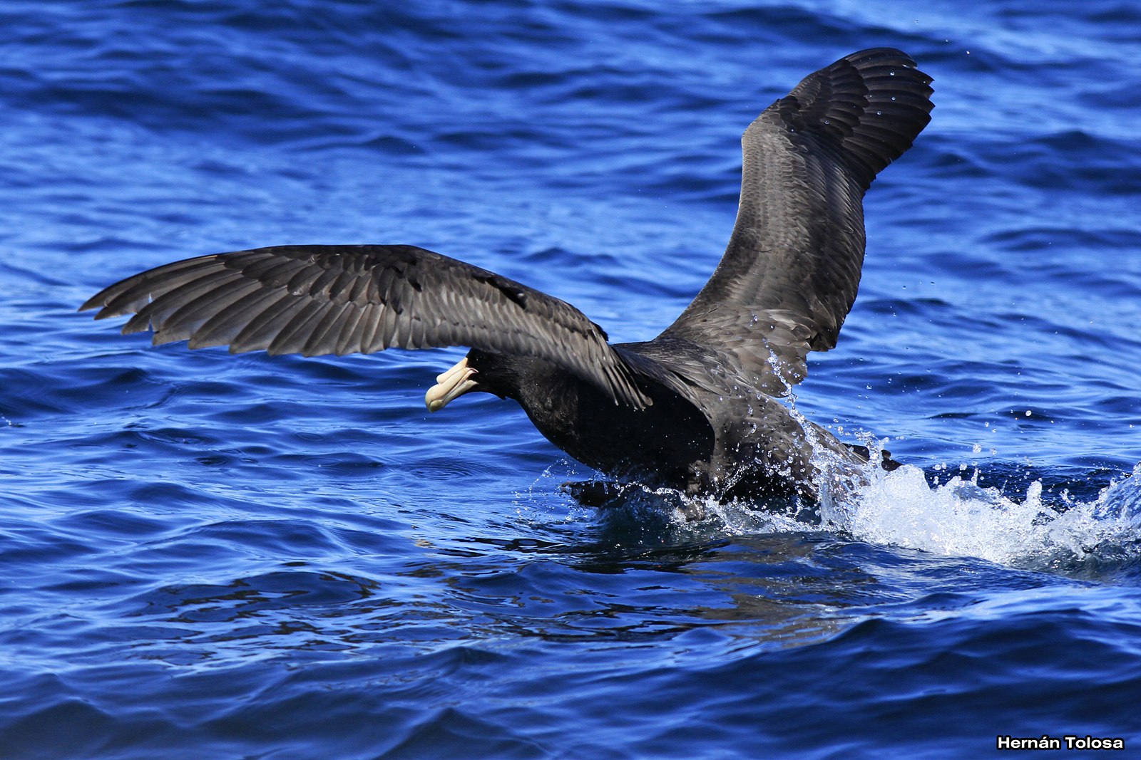 Aves de Argentina: Imágenes de Macronectes giganteus