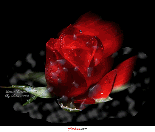 Red Rose Animated Wallpapers - flowershdwallpapers