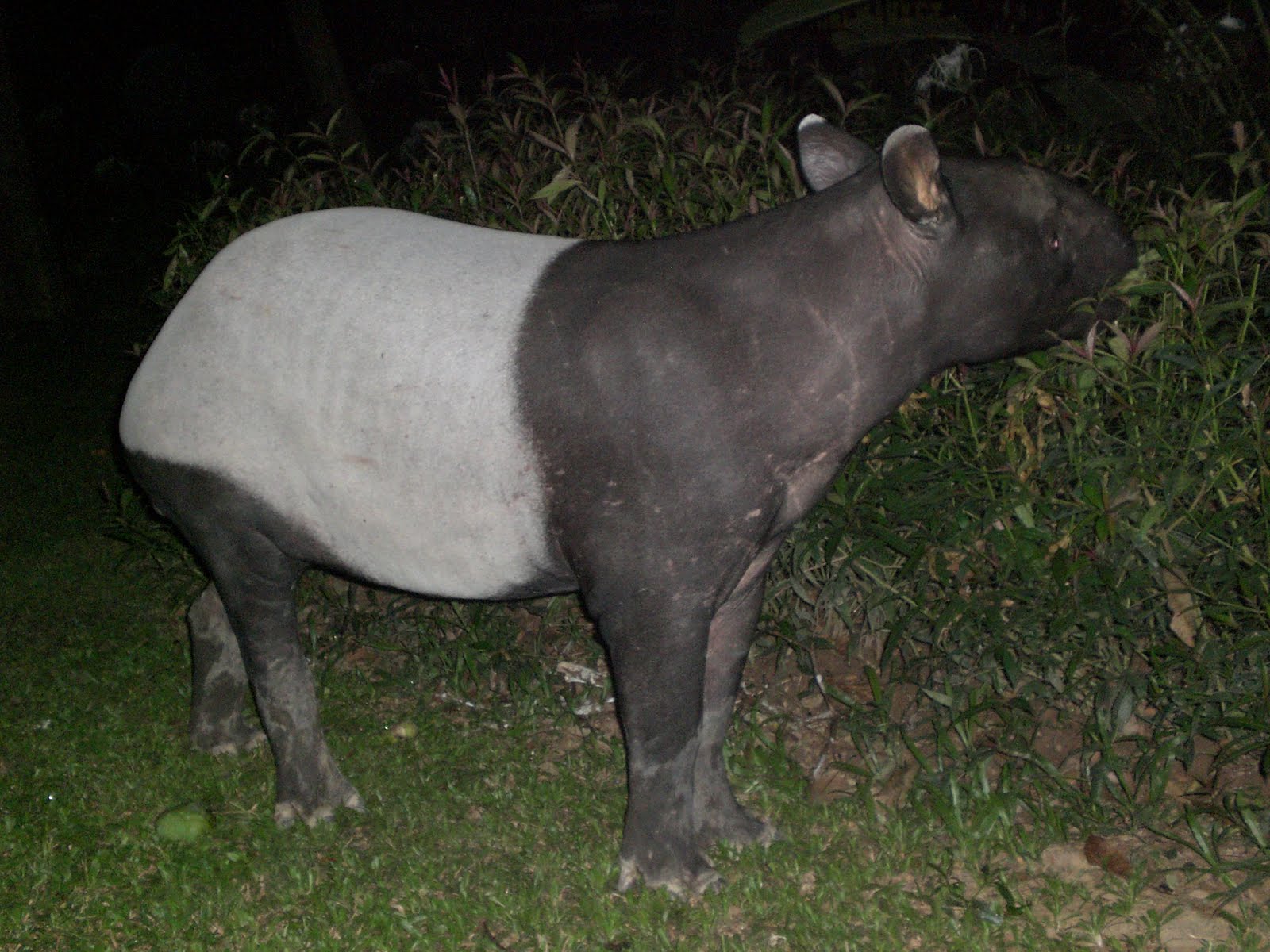 BIRD GROUP TAMAN NEGARA: Malayan Tapir at Taman Negara, Pahang