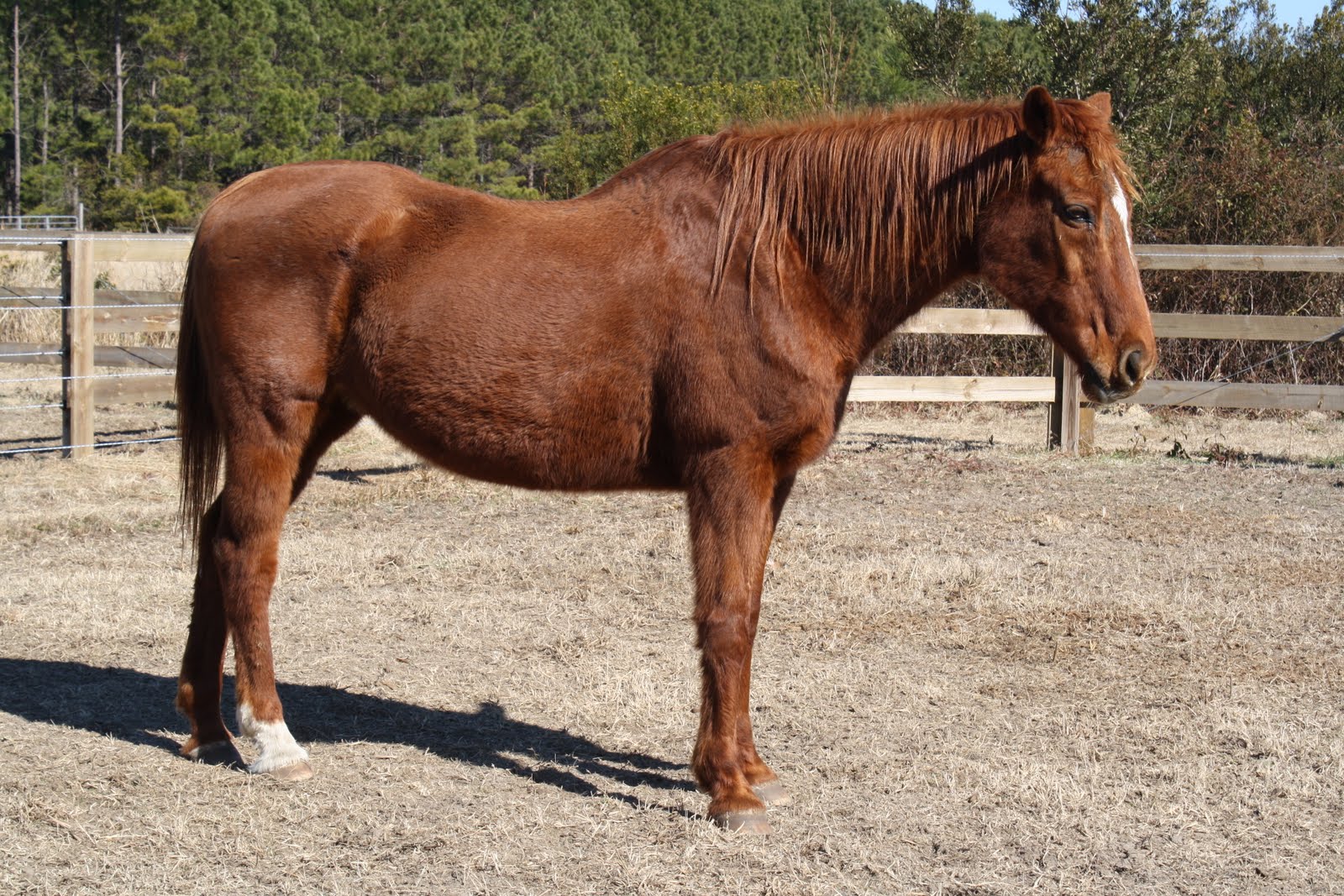 Horse Talk with Hayley