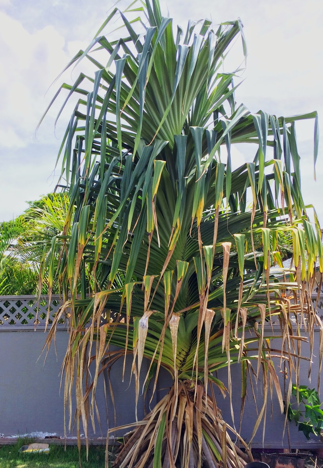 The Walking Hawaiian