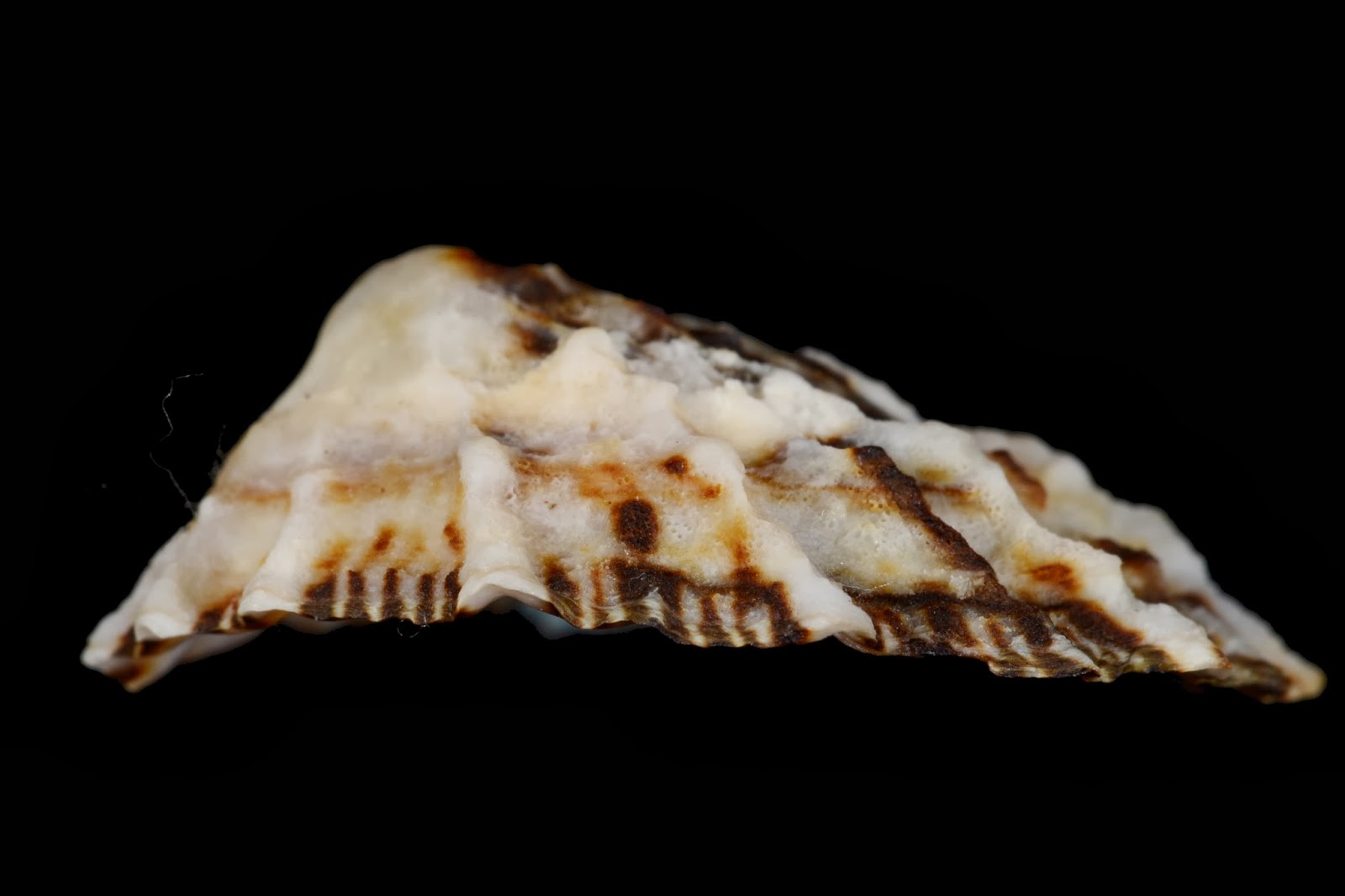 Dr. Lee's Gallery Museum: Lottia scabra 24.50mm