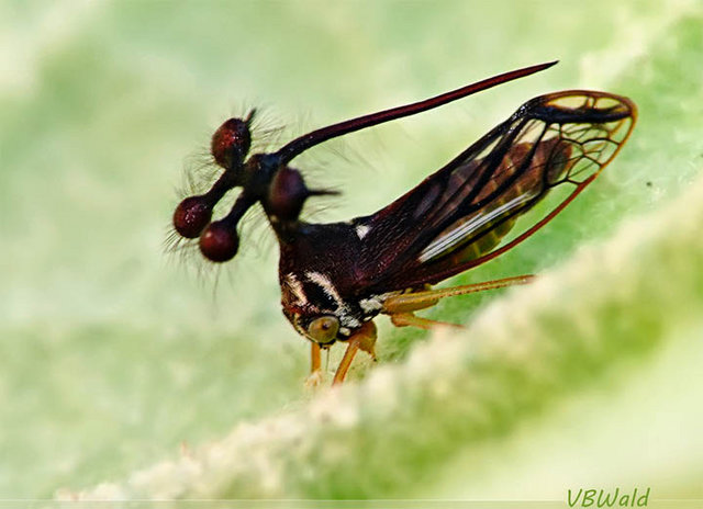 pixpeedia: The ugliest insects in the world