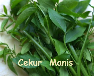 Anim Agro Technology: CEKUR MANIS - KENALI DAN KHASIATNYA