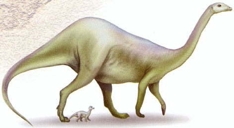 Reptossaurus: MUSSAURO