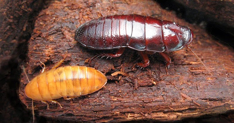 Variety of Life: Blattaria