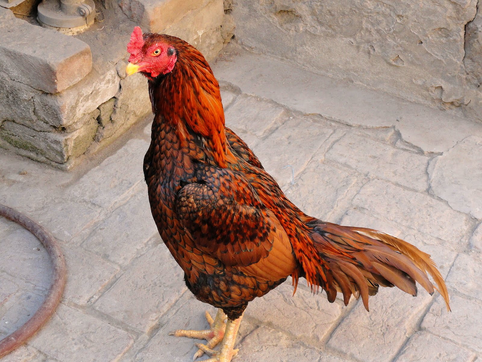 KING GHAZI: PAKISTANI ASEEL