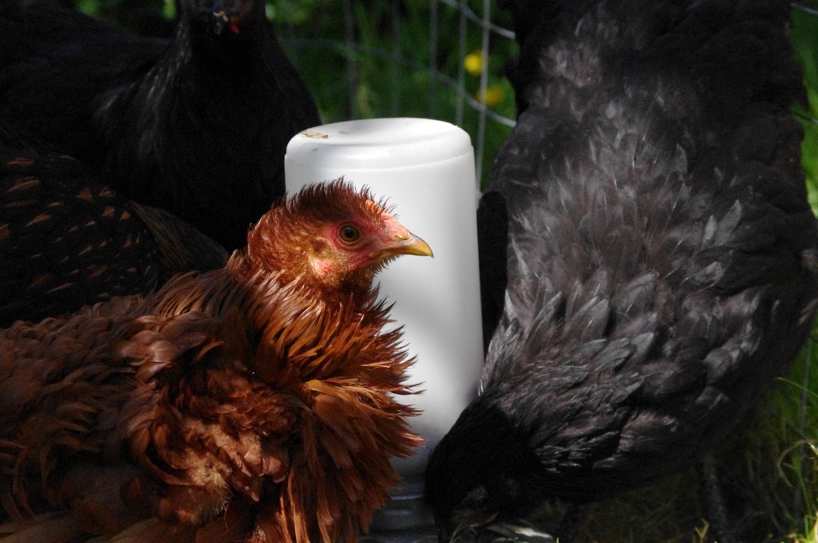 Chicks Growing Up