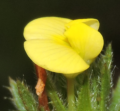 Fabaceae - Leguminosae no Brasil: Fabaceae - Stylosanthes capitata Vogel
