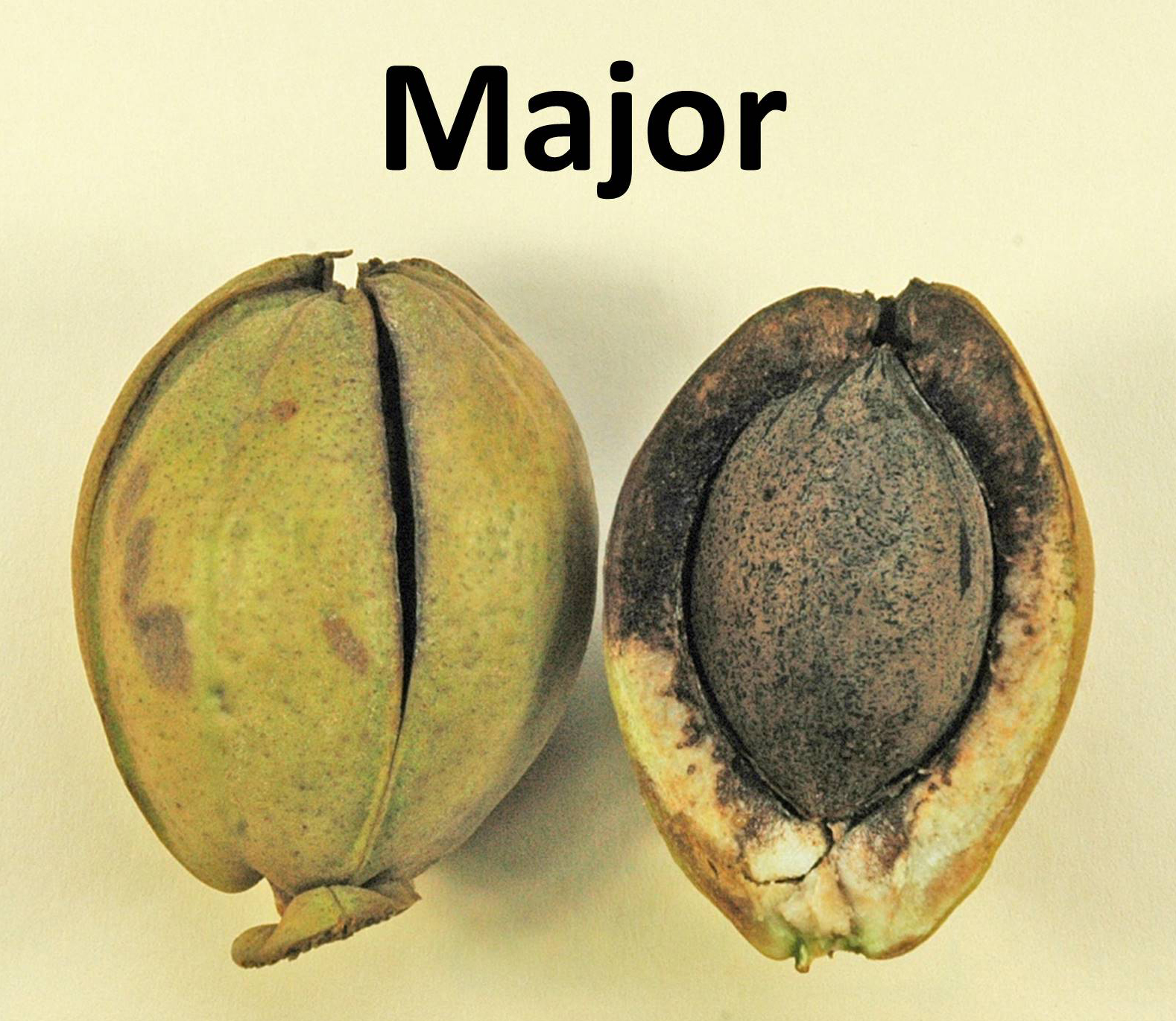 Northern Pecans: 2016