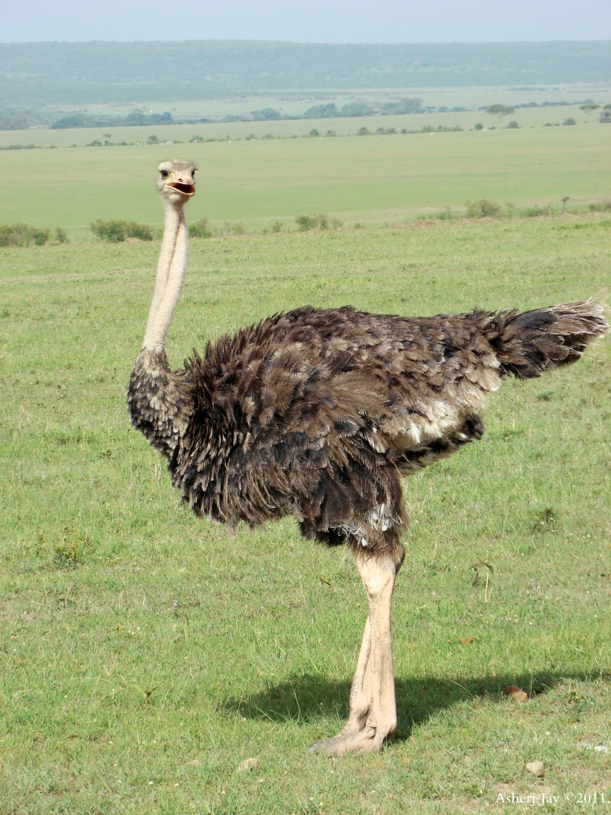 50 magical photos of Ngorongoro Crater Tanzania | BOOMSbeat