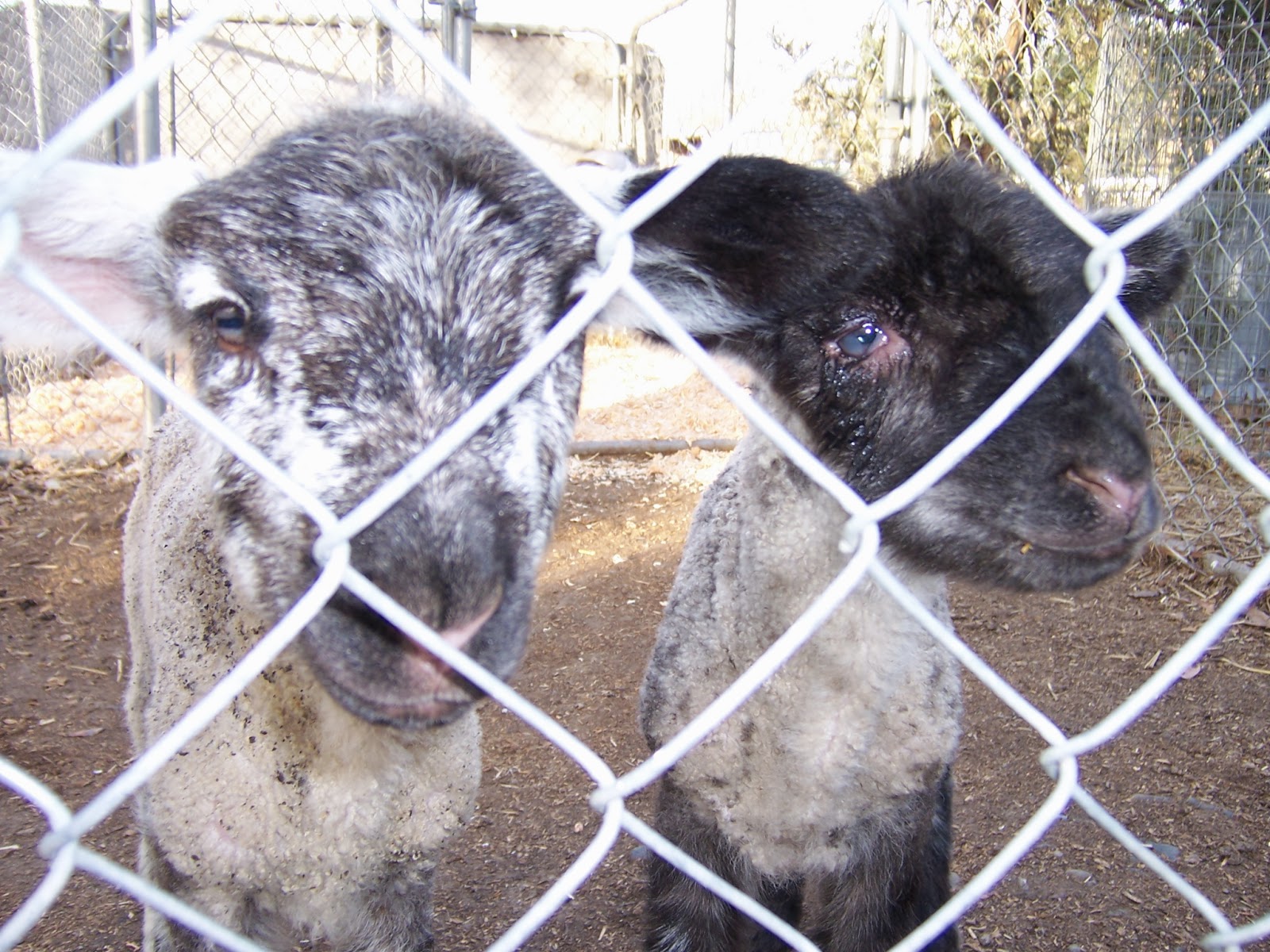 An At Home Daughter: Entropion/turn-in eyelid in lambs