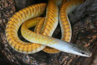 Golden Tree Snake | Snakes