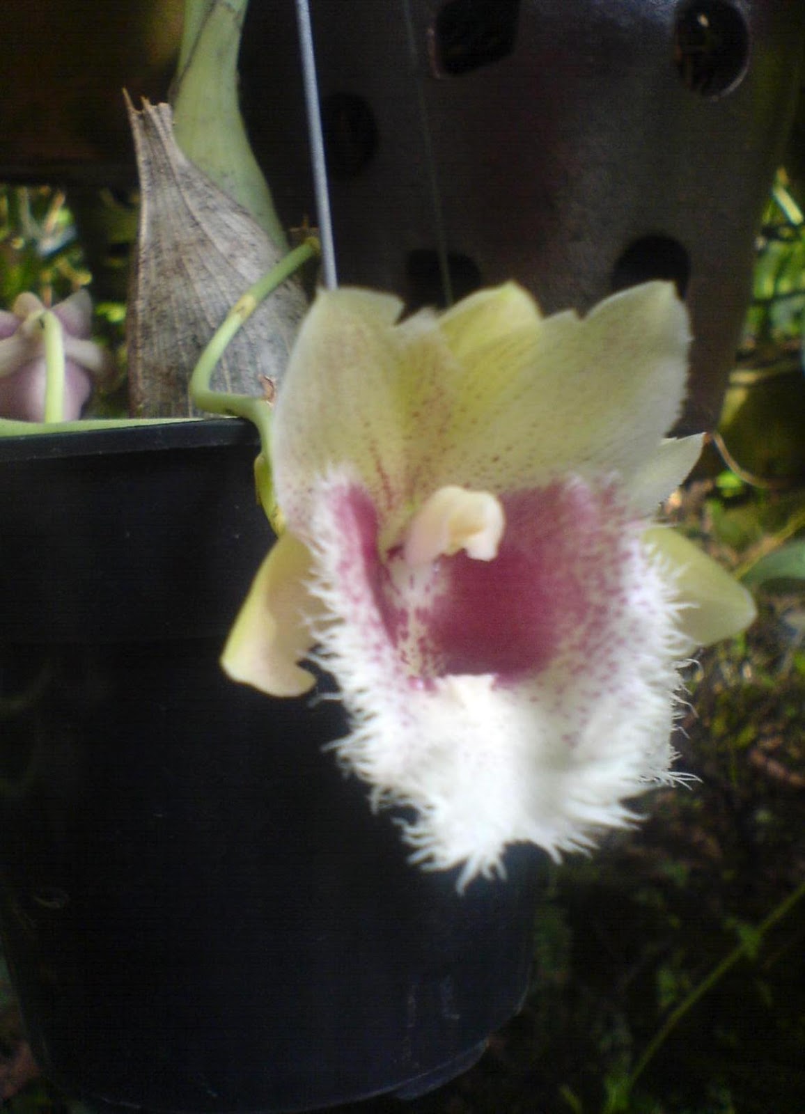 BUNGA ANGGERIK: Koleksi gambar bunga orkid yang cantik (Part 2)