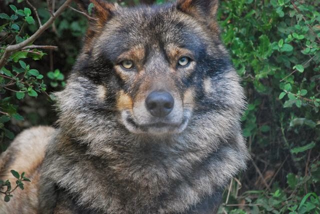 White Wolf : From the steppe to central Spain, Europe echoes to the ...