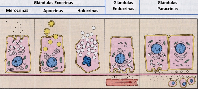 B.log.ia 2.0: El nivel tisular