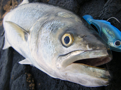 Pesca Artificial: El mito de "La majúa".