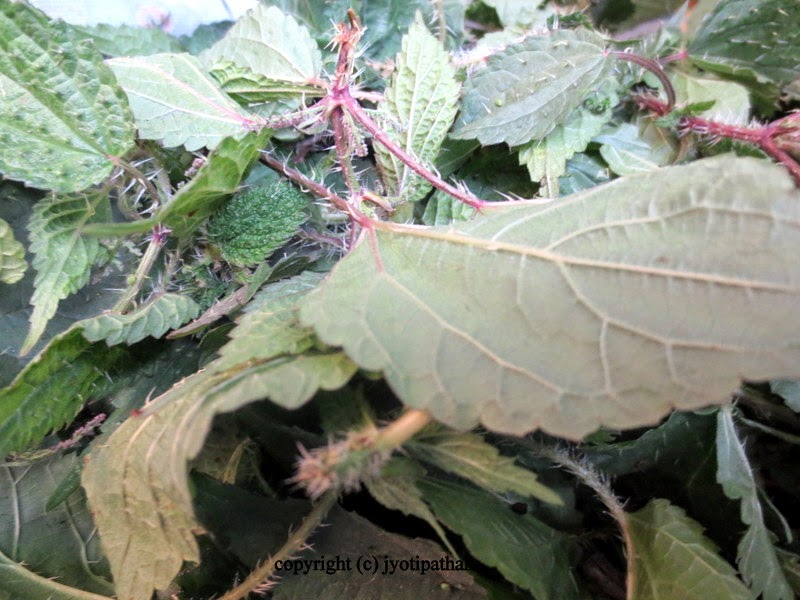 Taste of Nepal: Nettle Greens - sishnu ko saag - (सिस्नु को साग)