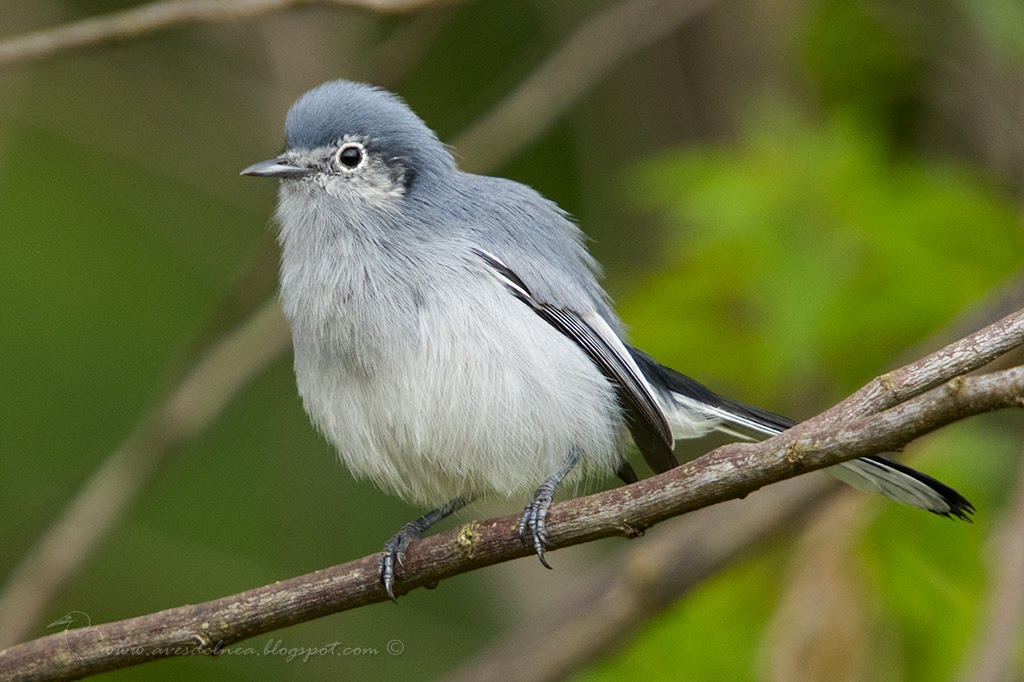 Tacuarita Azul (Masked Gnatcatcher) Polioptila dumicola | Focusing on ...