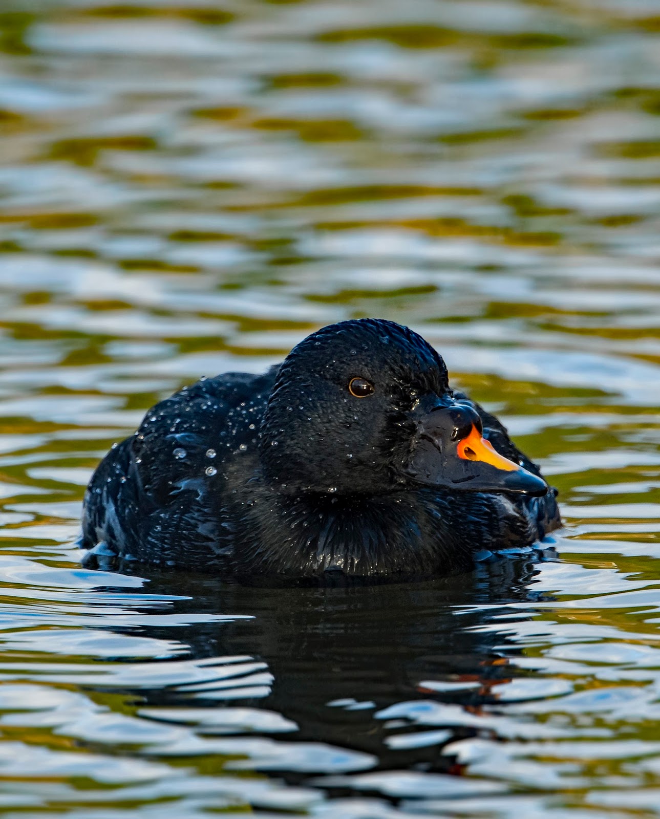 GeekTeacher's Birding Scrapbook: What's This Common Scoter Doing Here?