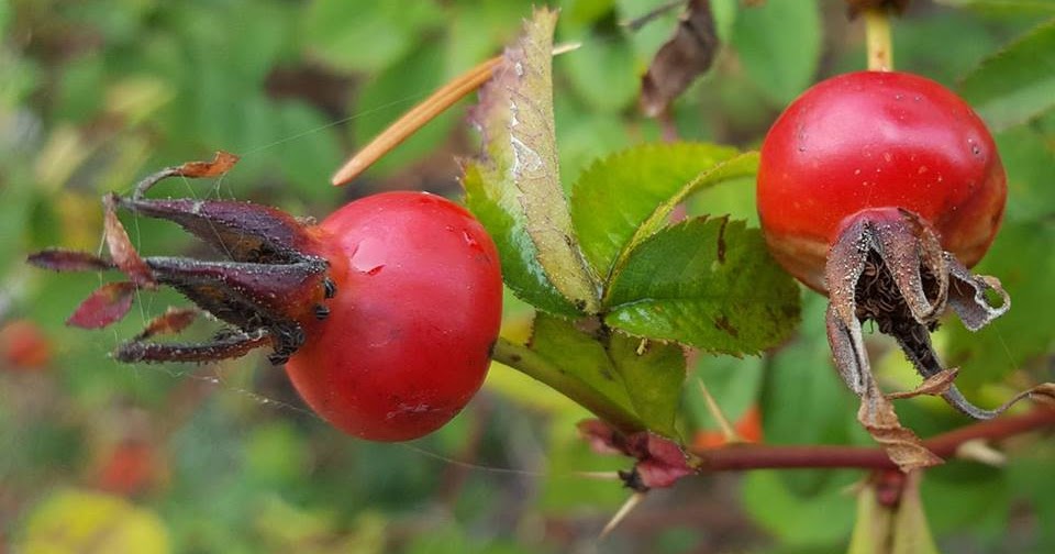 REWinn: Kinnikinnick