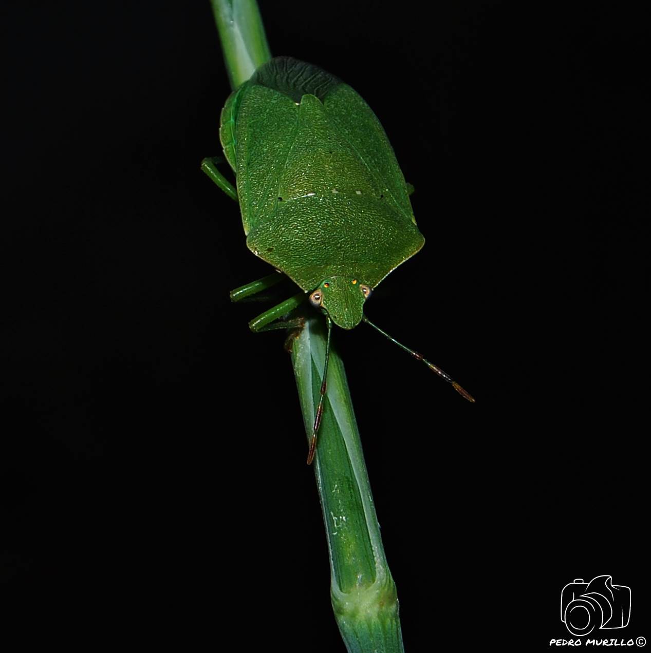 Las excursiones de Murillo "murillonature": La chinche verde o hedionda ...