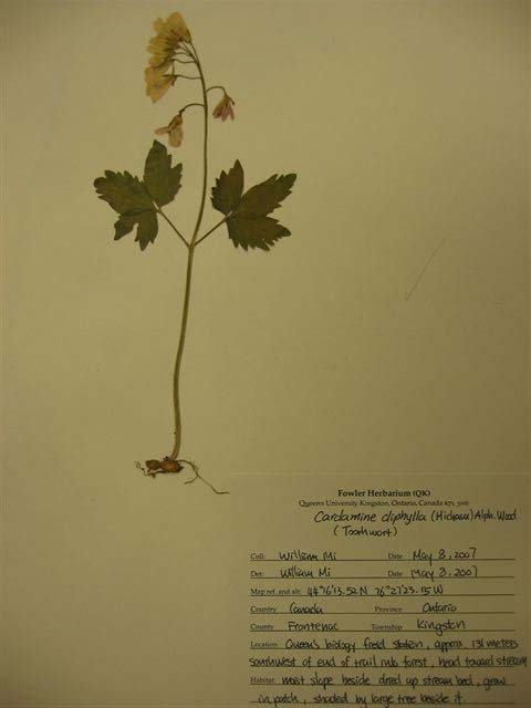 Create a best Harberium or herbarium sheet for botany | All For Students