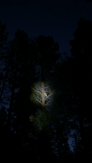 Nemophilosophy: Mousing An Owl