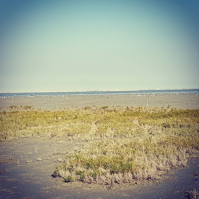 GAATEH KUWAIT (CYCLING): ROUTE 14: SULAIBIYA - SULAIBIKHAT