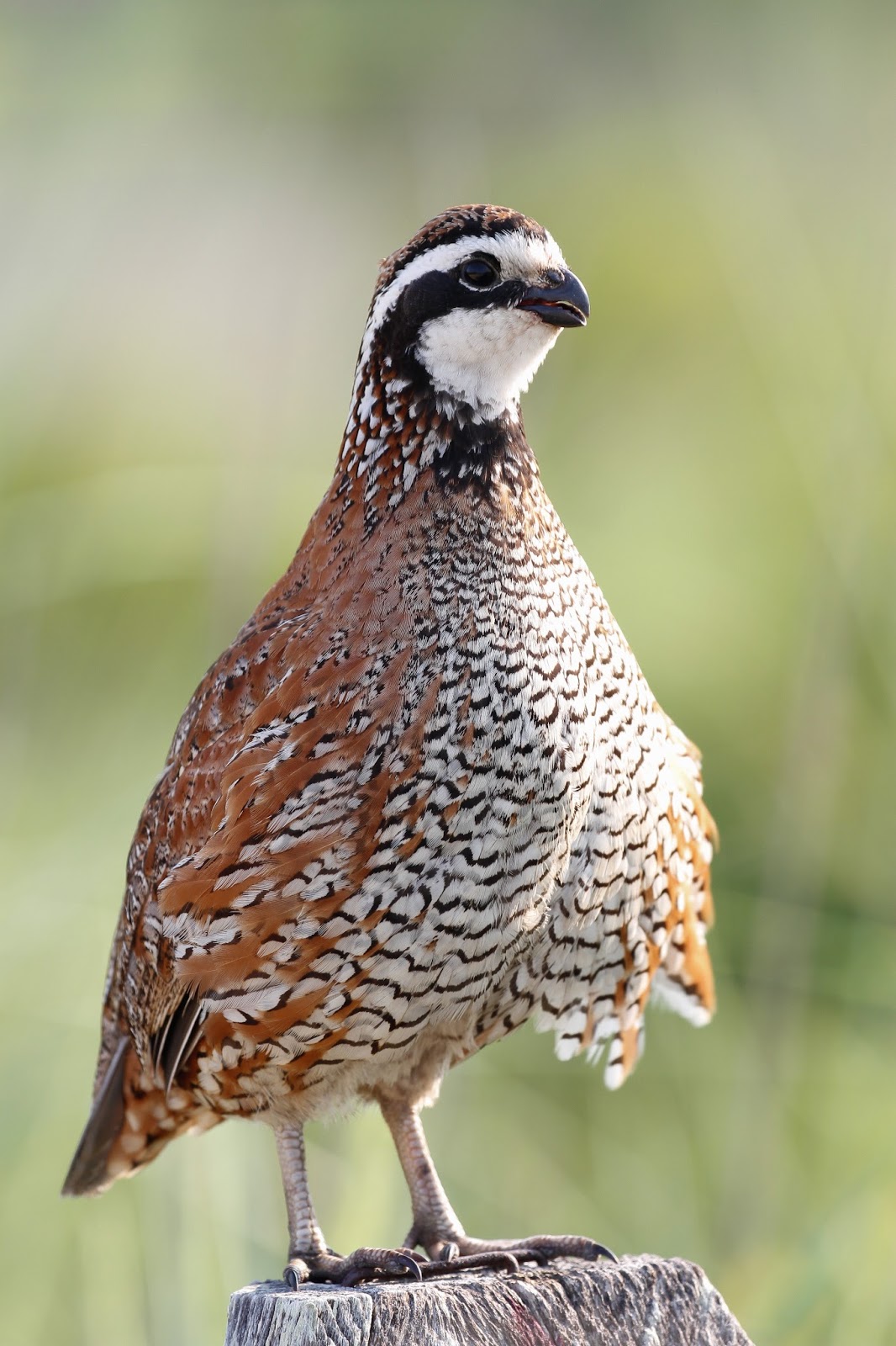 Philly Bird Nerd : Meet Mr. White