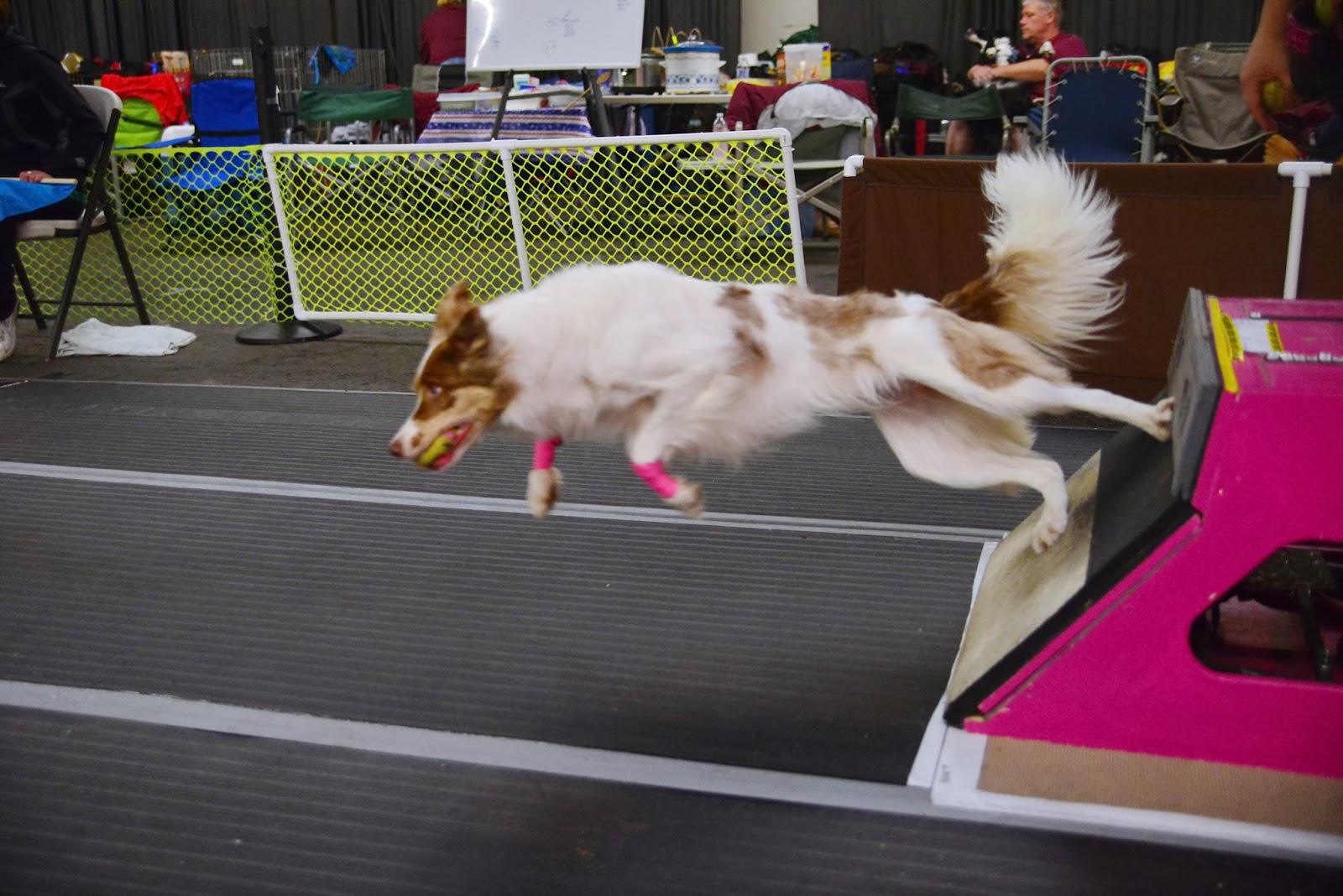 Bikes, Books, and Border Collies: another flyball milestone