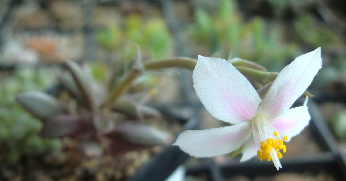 Lithops Stories: Current flowers (7 pics)