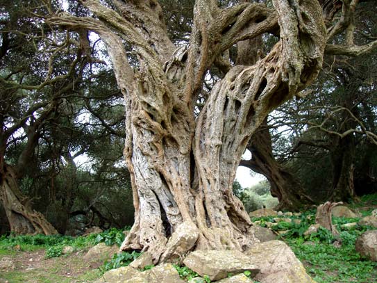 SENDERISMO EN EL RIF/RANDONNÉES DANS LE RIF: DHAR HAJAR Y FAHS LEMHAR ...
