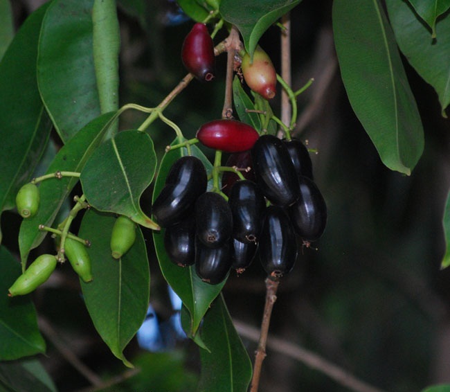 Fruit Warehouse: Jamblang ( Syzygium cumini )
