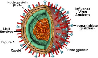 Vaksinologi : Avian Influenza (Flu Burung) dan Perkembangannya
