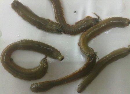 A Pesca do Jorge Santos: Linguado