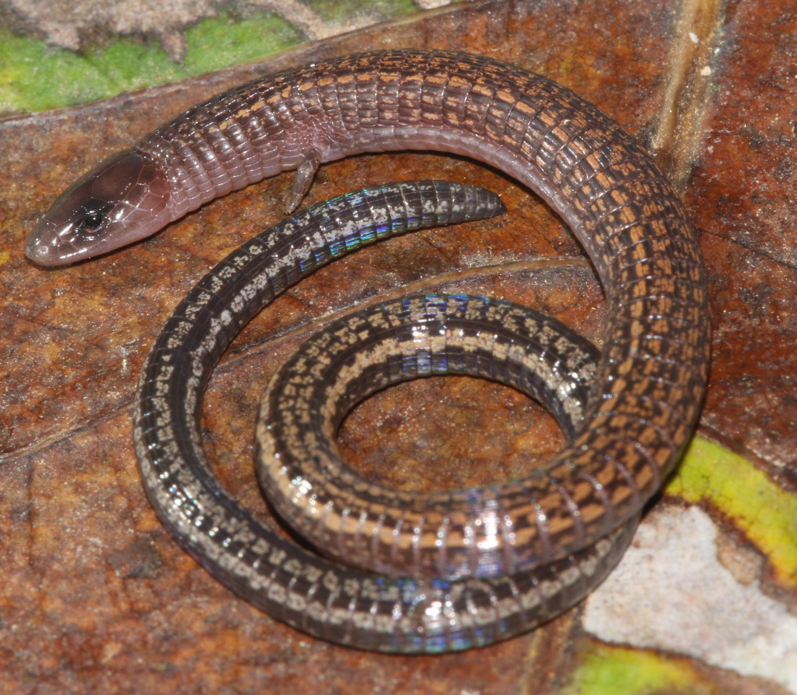 The Herpetology of Trinidad and Tobago: Quadrangular Scaled Bachia ...
