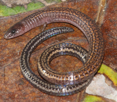 Quadrangular Scaled Bachia, Bachia cf. flavescens (Family ...