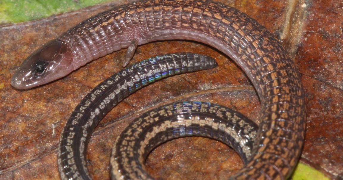 The Herpetology of Trinidad and Tobago: Quadrangular Scaled Bachia ...