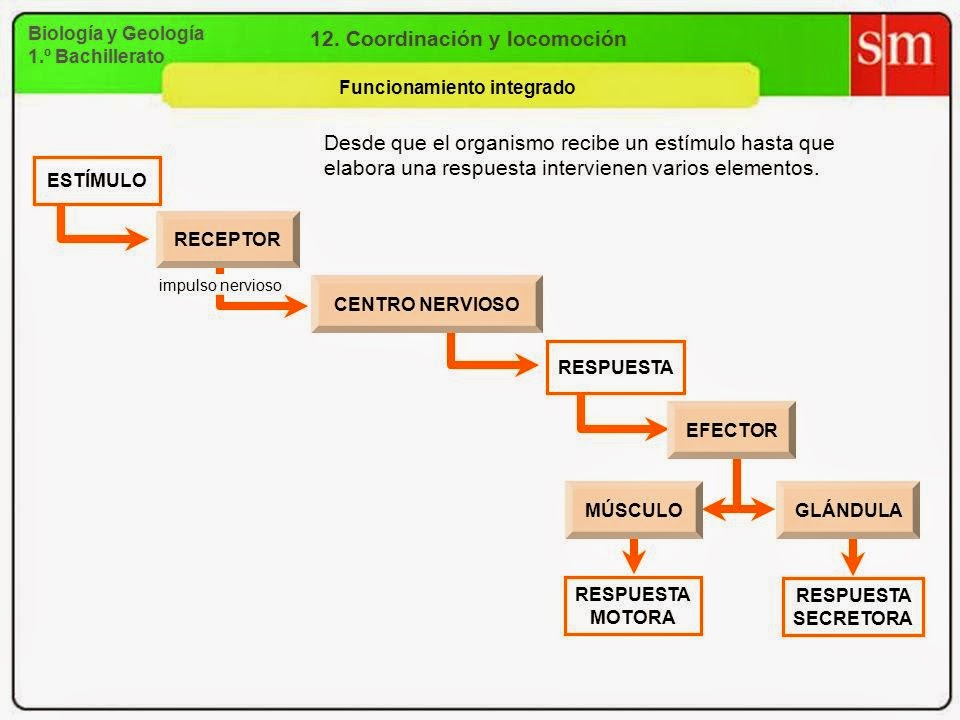 RECORRIDO DE UN ESTÍMULO