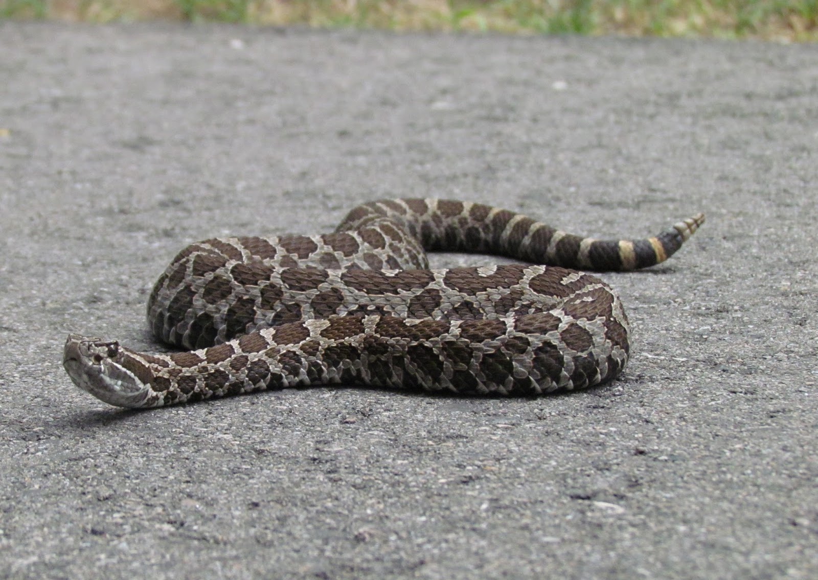 The Oakland Press Blogs: Earth's Almanac: Season of the Massasauga Rattler!