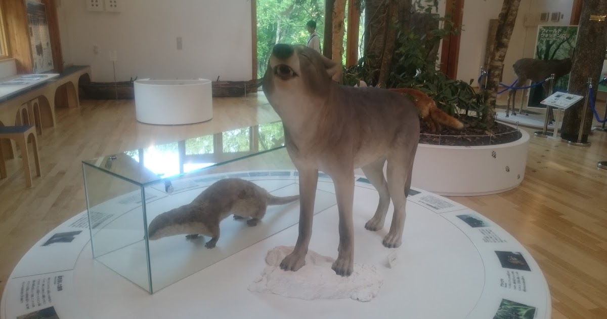 talk-hokkaido: Wolf in Hokkaido