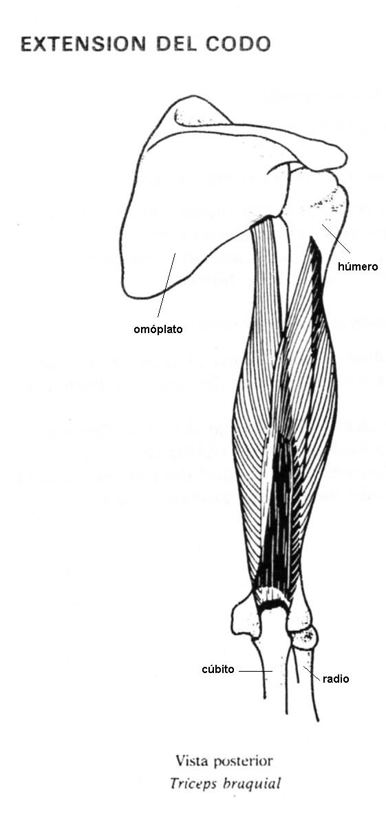 A MOVERSE !!: EXTENSIÓN DEL CODO