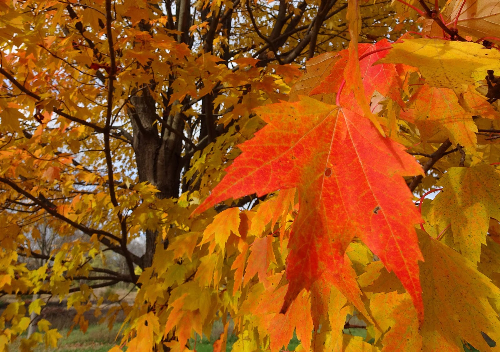 Joe's Retirement Blog: Fall, Ithaca, New York, USA