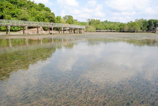 God's wonderful creation: Chek Jawa on a hot scorching morning